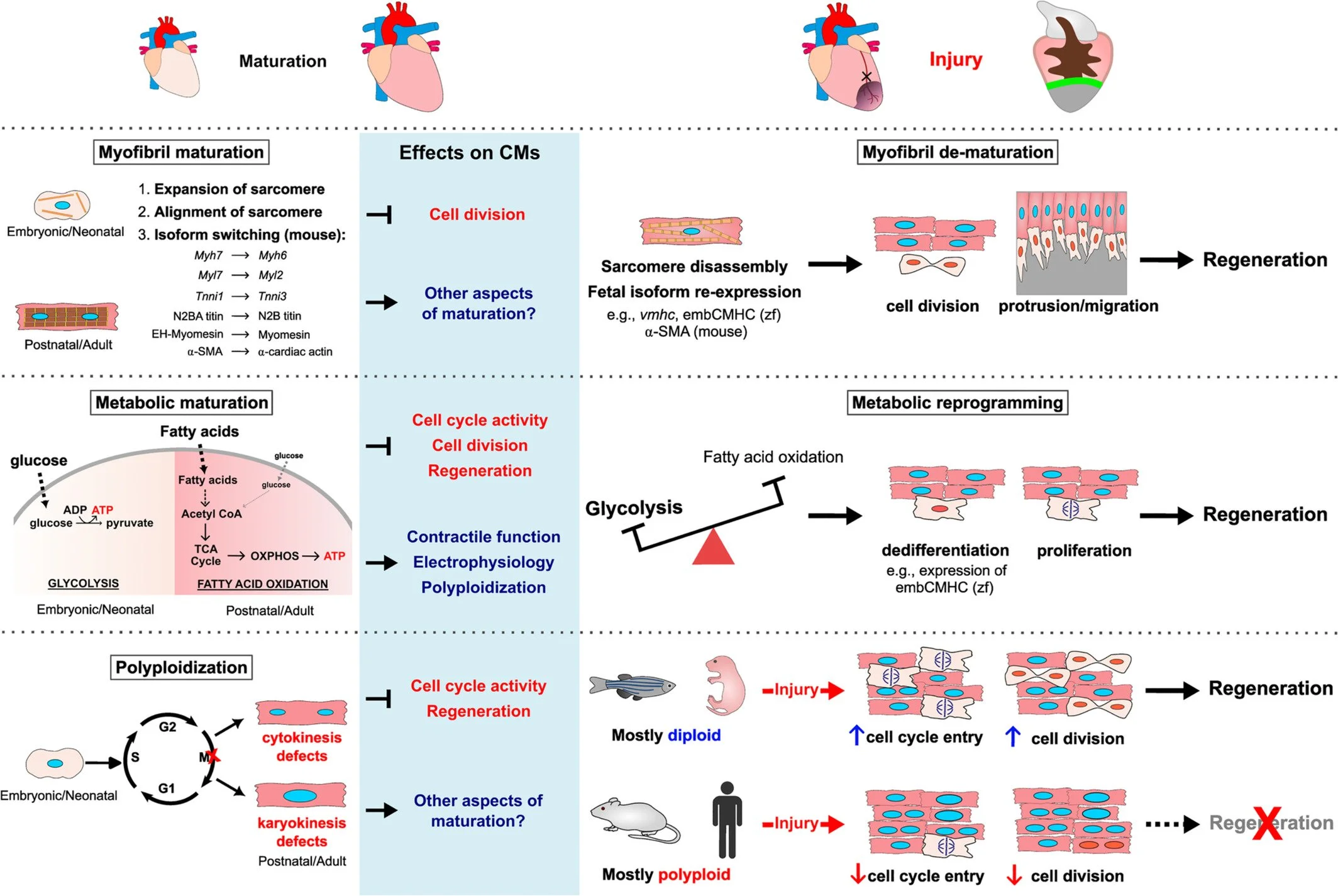 Cardiomyocyte maturation and its reversal during regeneration — Beisaw Lab