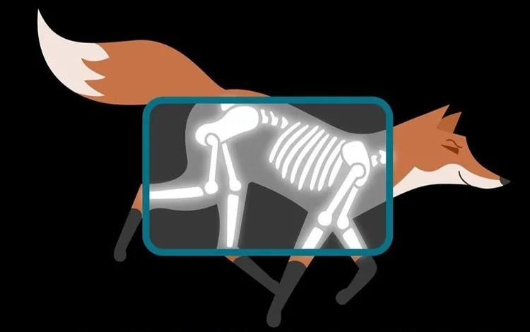 Unveiling The Meaning Behind The Name Foxtrot X Ray