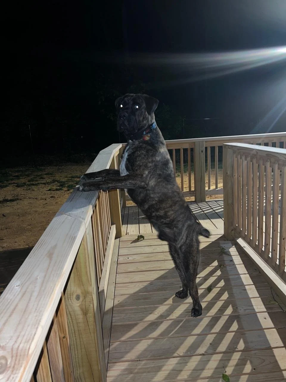 Finn Testimonial — Catawba Cane Corso