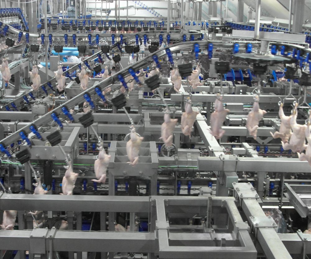 OESTERGAARD AUSTRALIA | FOODMATE EVISCERATING — Oestergaard