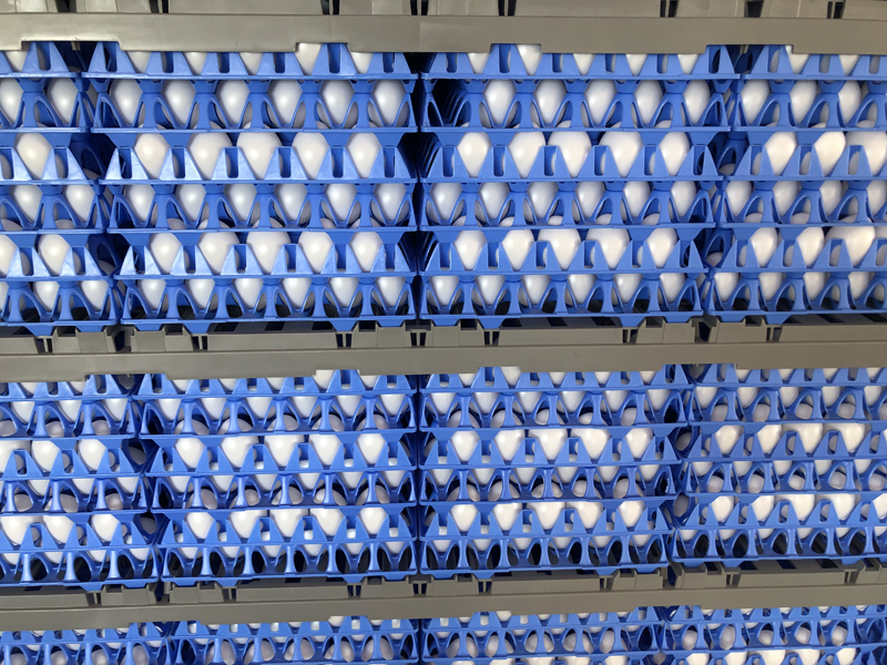 Egg Transport — Oestergaard