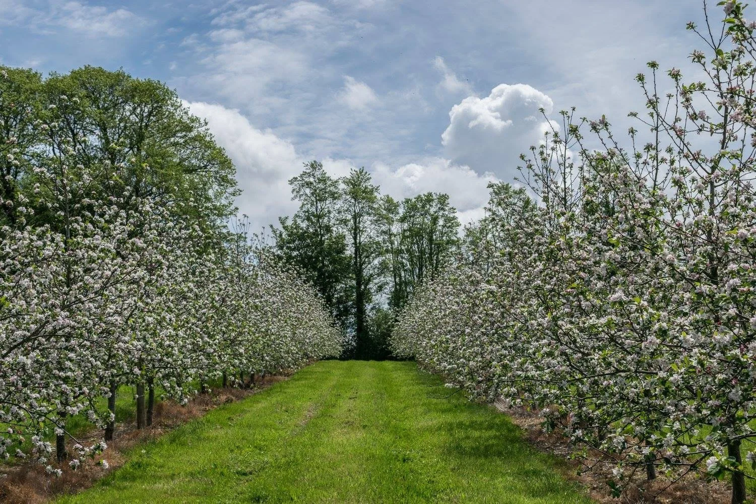 orchard tours — Haywood Farm Cider traditional Cornish still cider