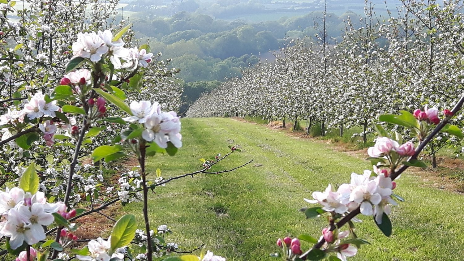 Gallery — Haywood Farm Cider traditional Cornish still cider