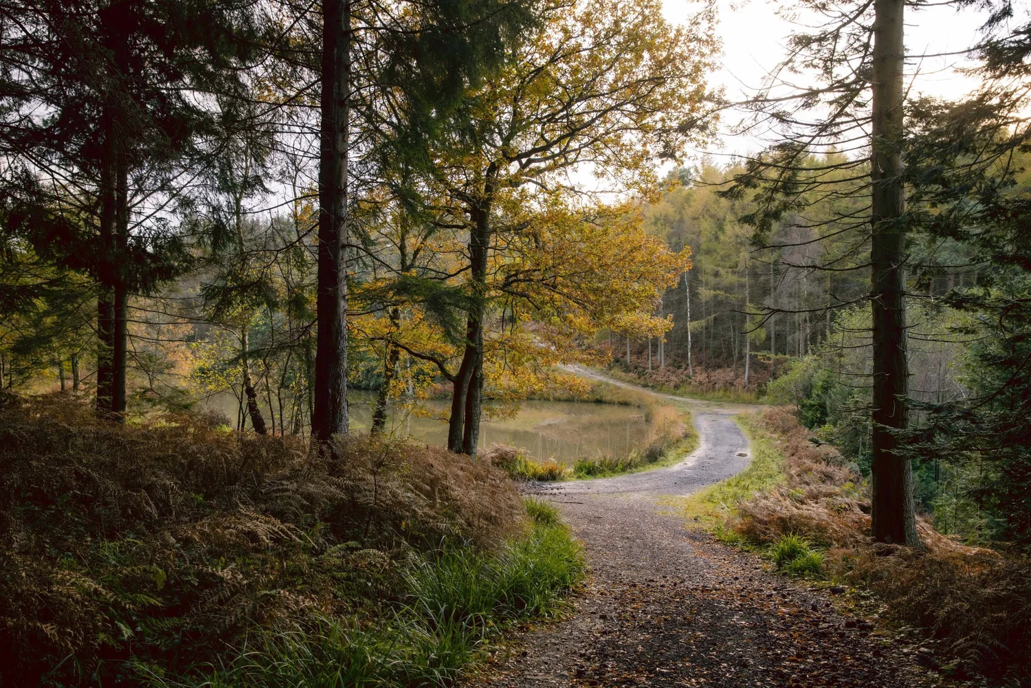 Powell Forestry Ltd
