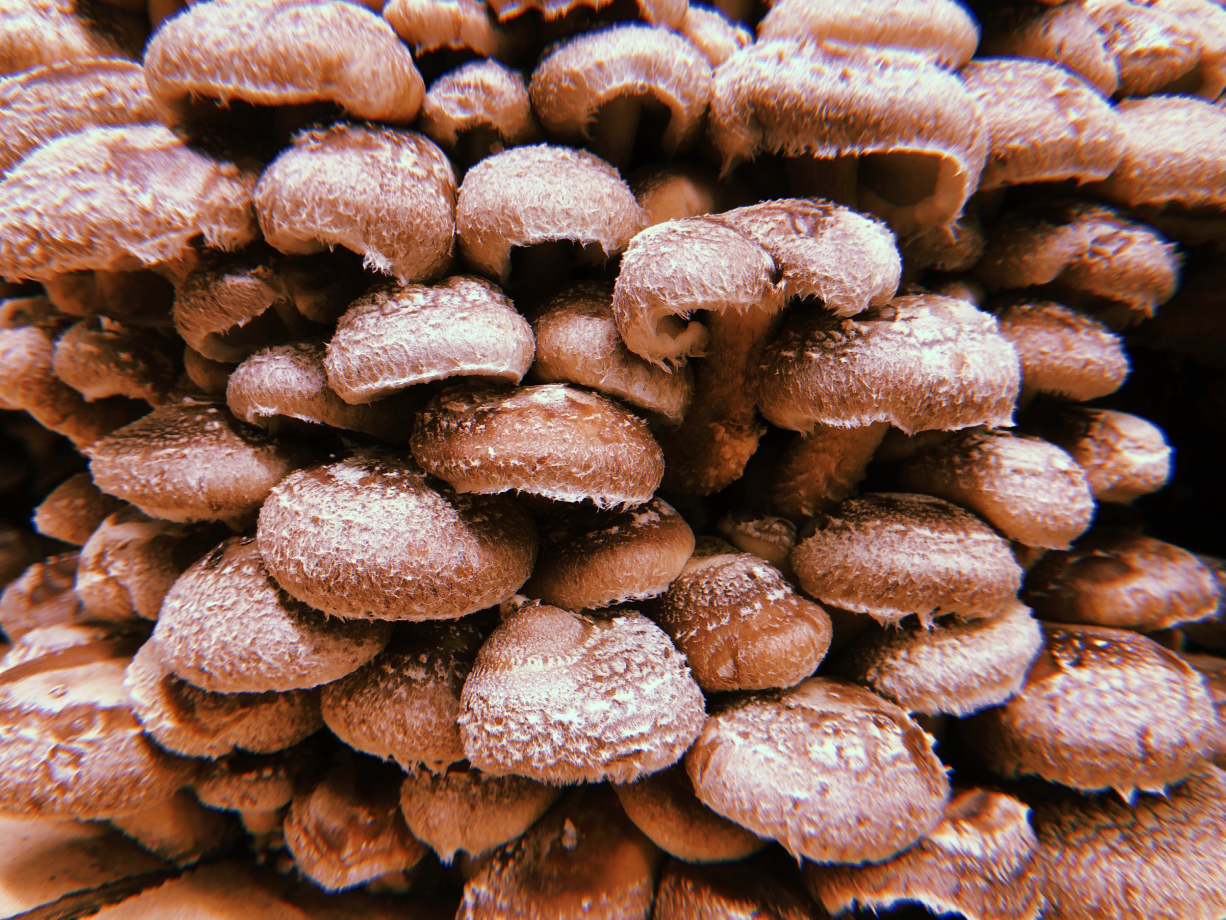 Shiitake — Wild Fruitings