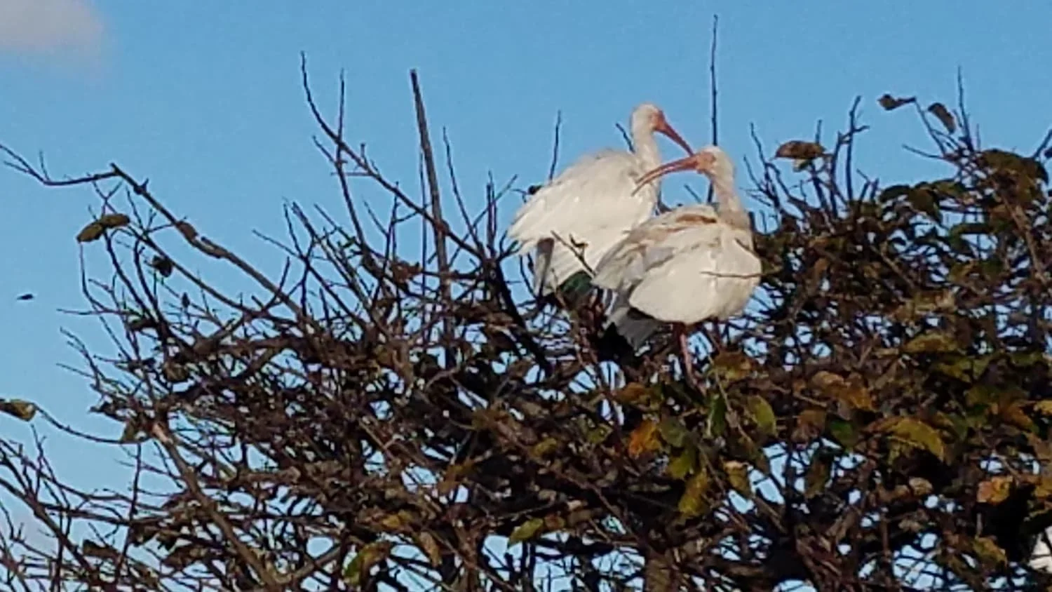 About 1 — Ibis Collaborative