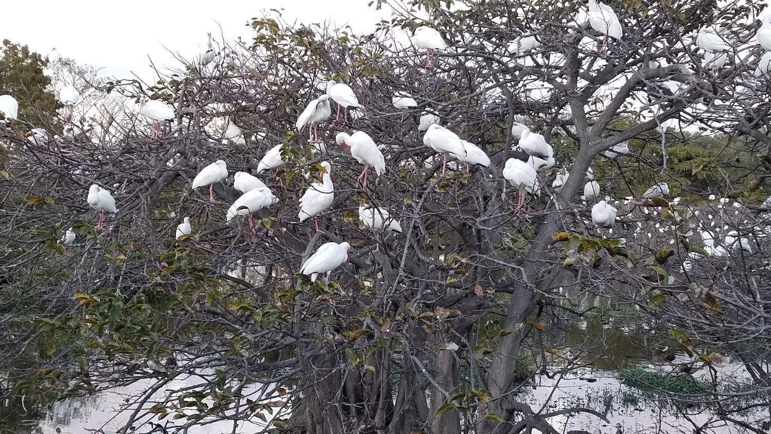 About 1 — Ibis Collaborative