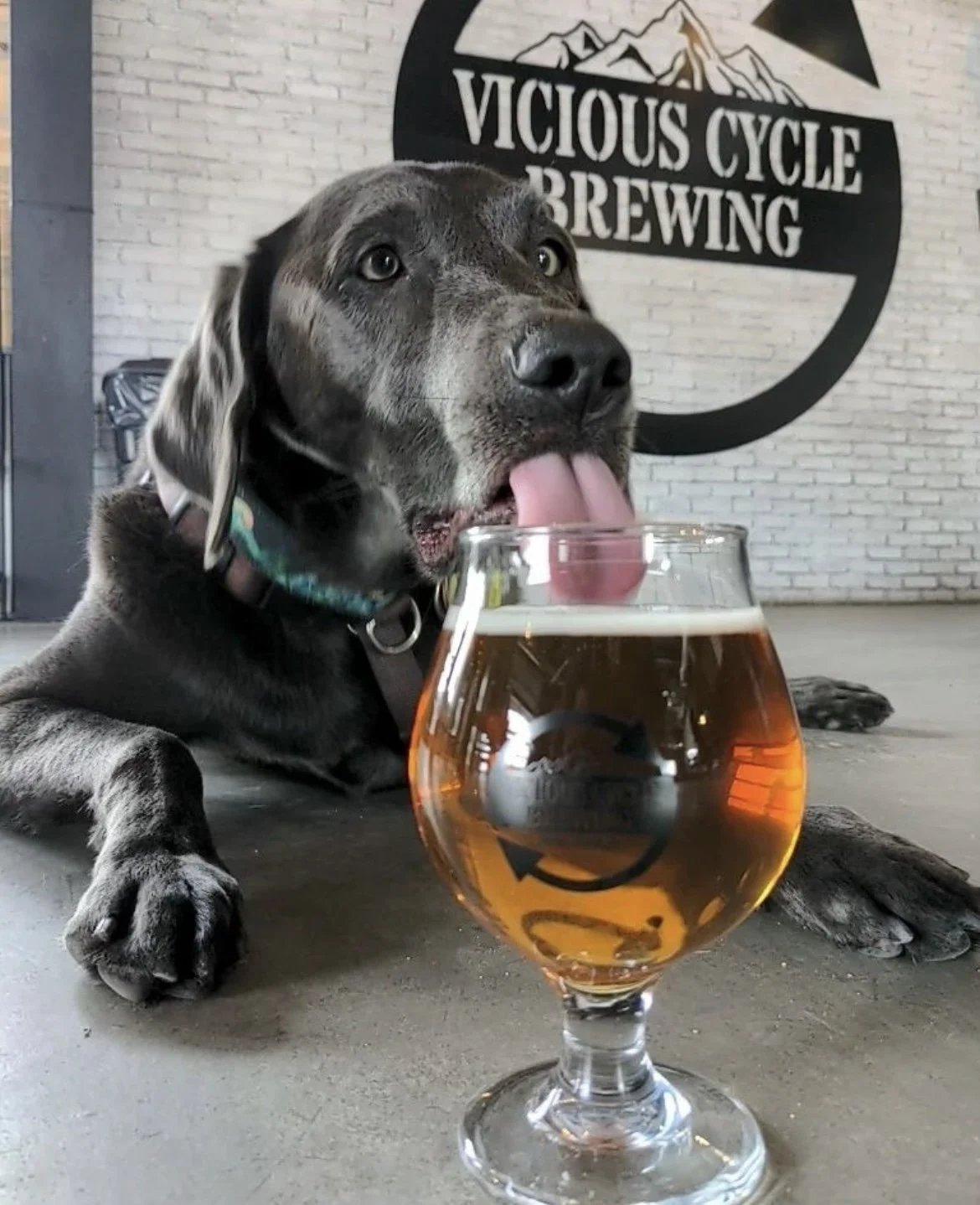 Vicious Cycle Brewing