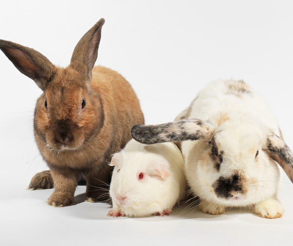 Adopt — Nassau Humane Society