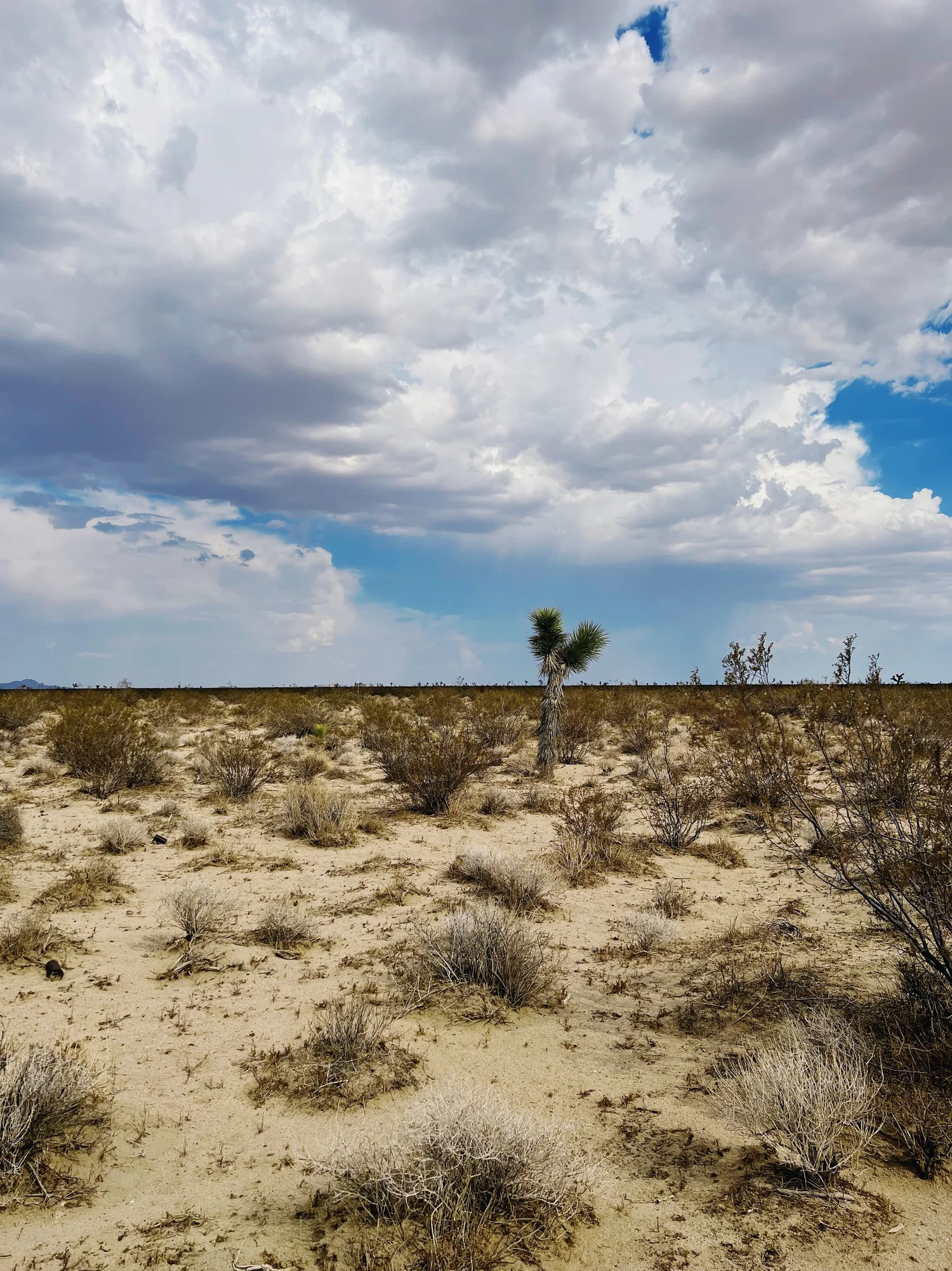 The Enchanting World of Joshua Trees — Pacific Adventure Club