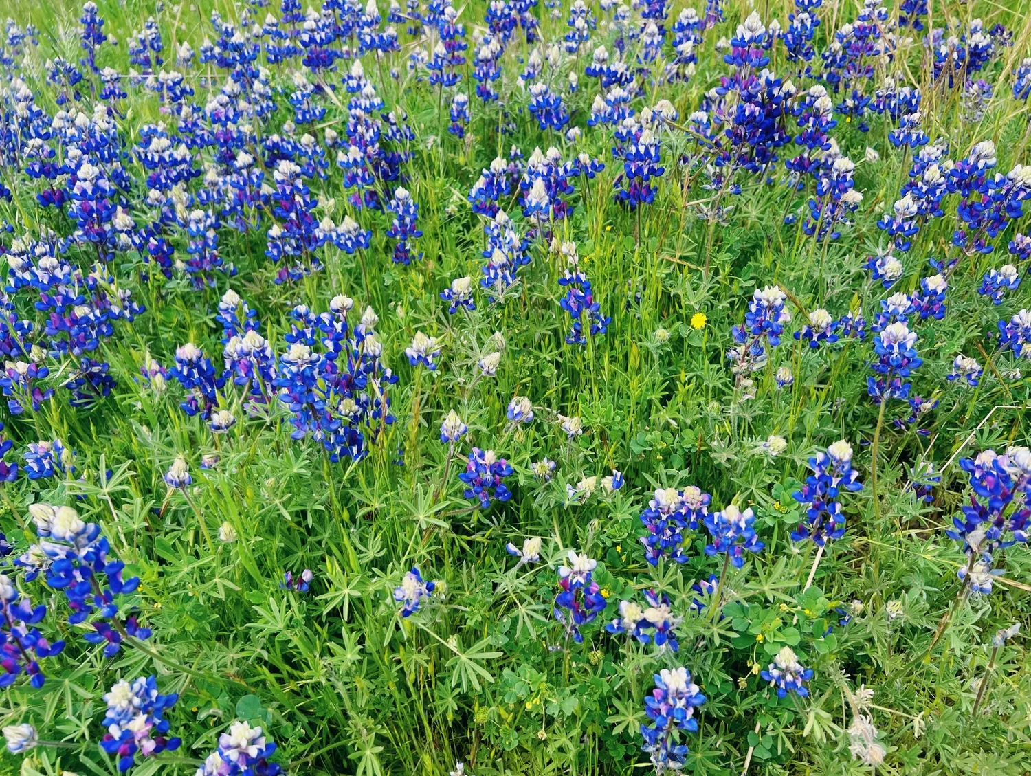 Exploring the Beauty of California’s Lupine — Pacific Adventure Club