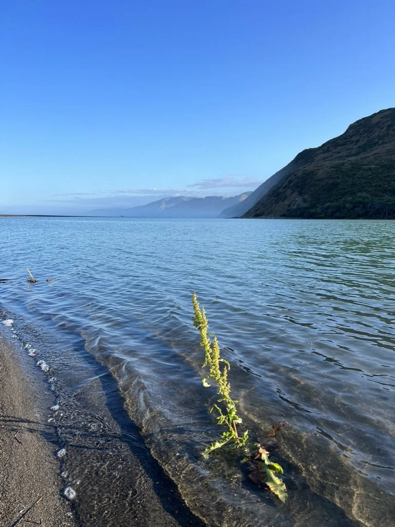 Exploring Mattole Beach and River Mouth — Pacific Adventure Club