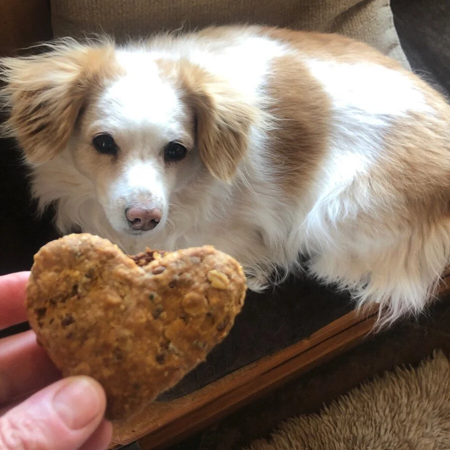 Wiinuuch Beans (Fremont™ Beans) — Hell's Backbone Grill & Farm