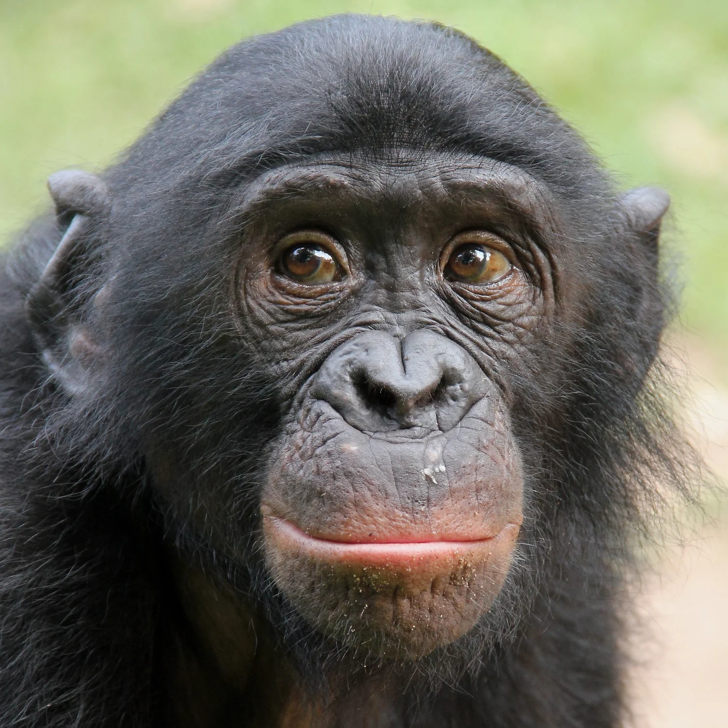Meet The Bonobo — The Bonobo Trust