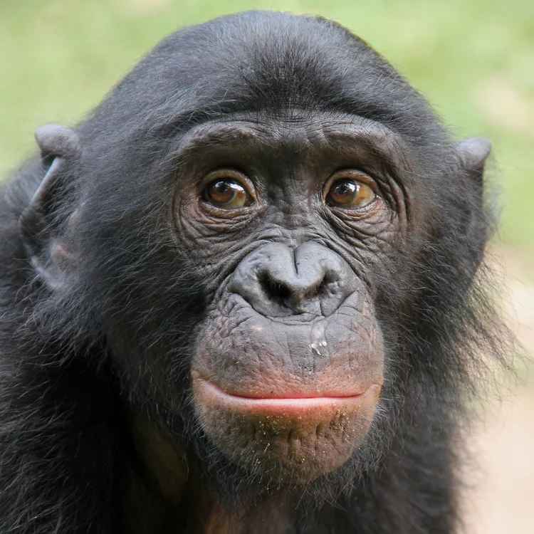 Meet The Bonobo — The Bonobo Trust