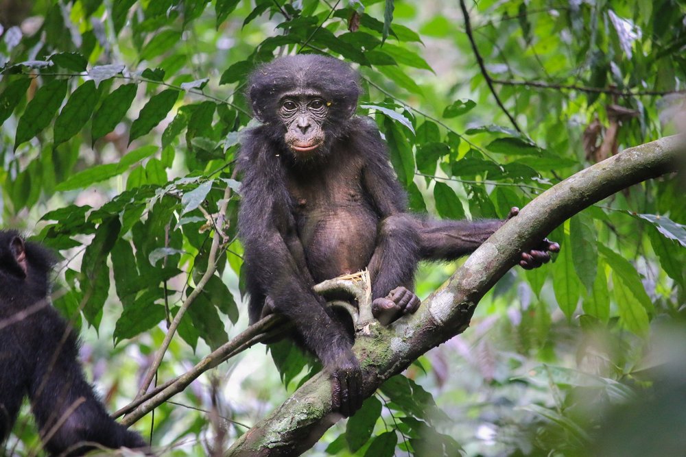 Meet The Bonobo — The Bonobo Trust