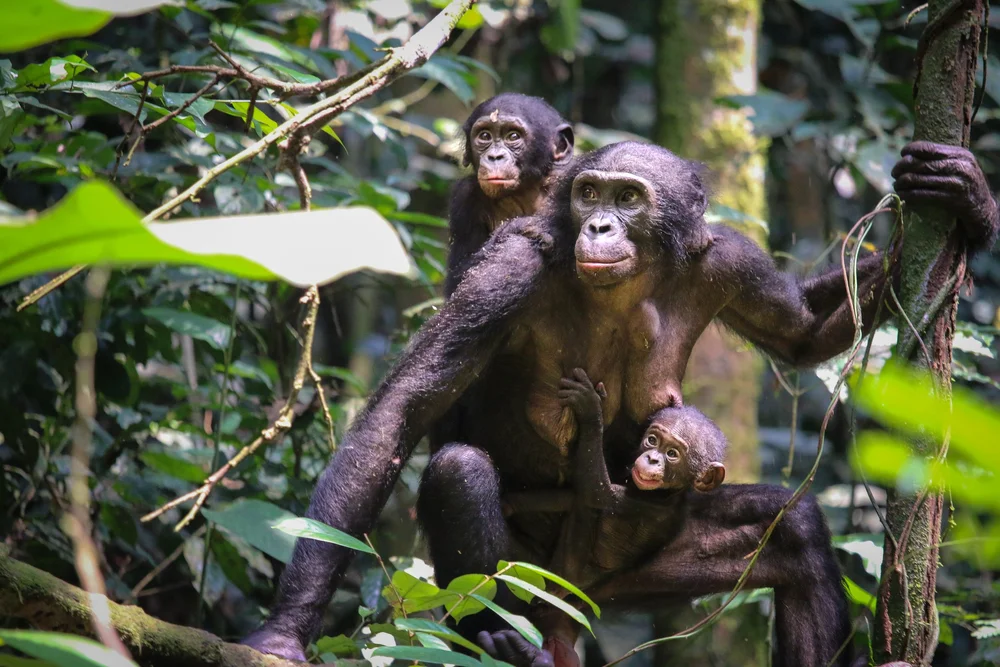Meet The Bonobo — The Bonobo Trust