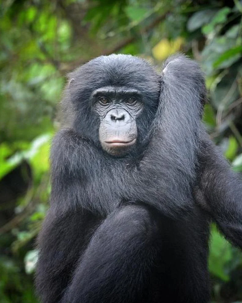 The Bonobo Trust