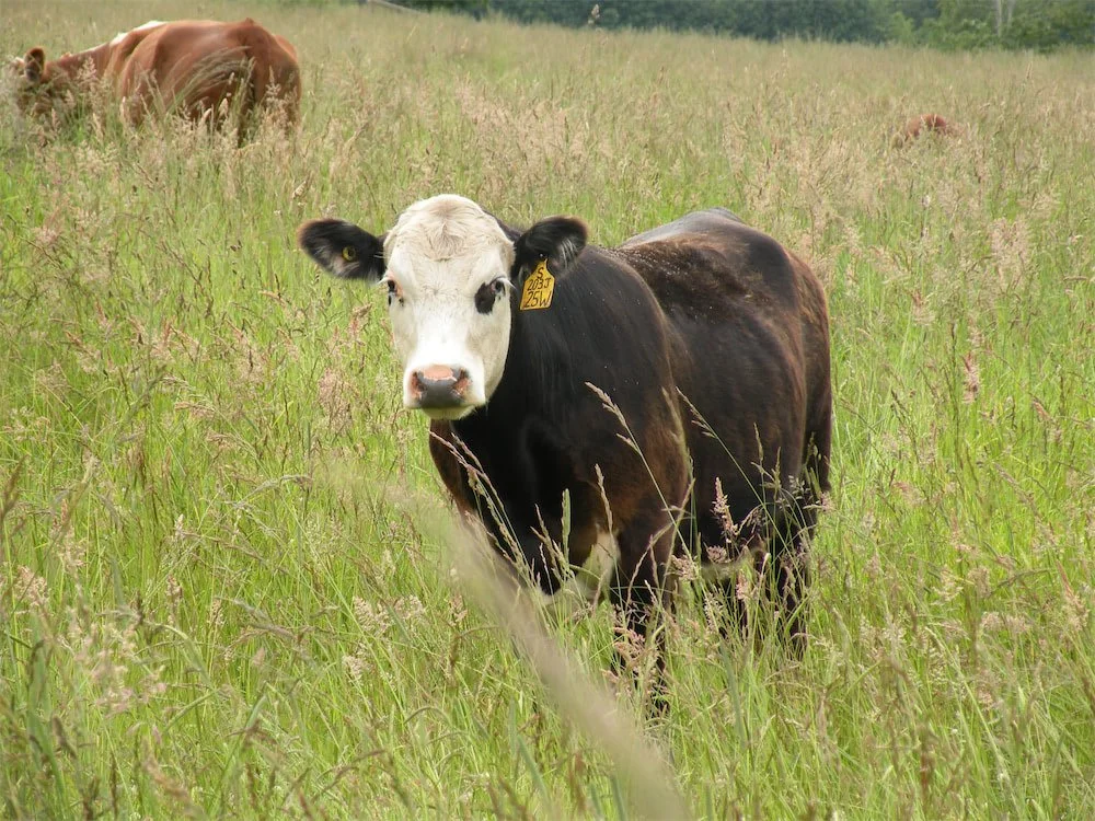 Our Beef — Springford Farm