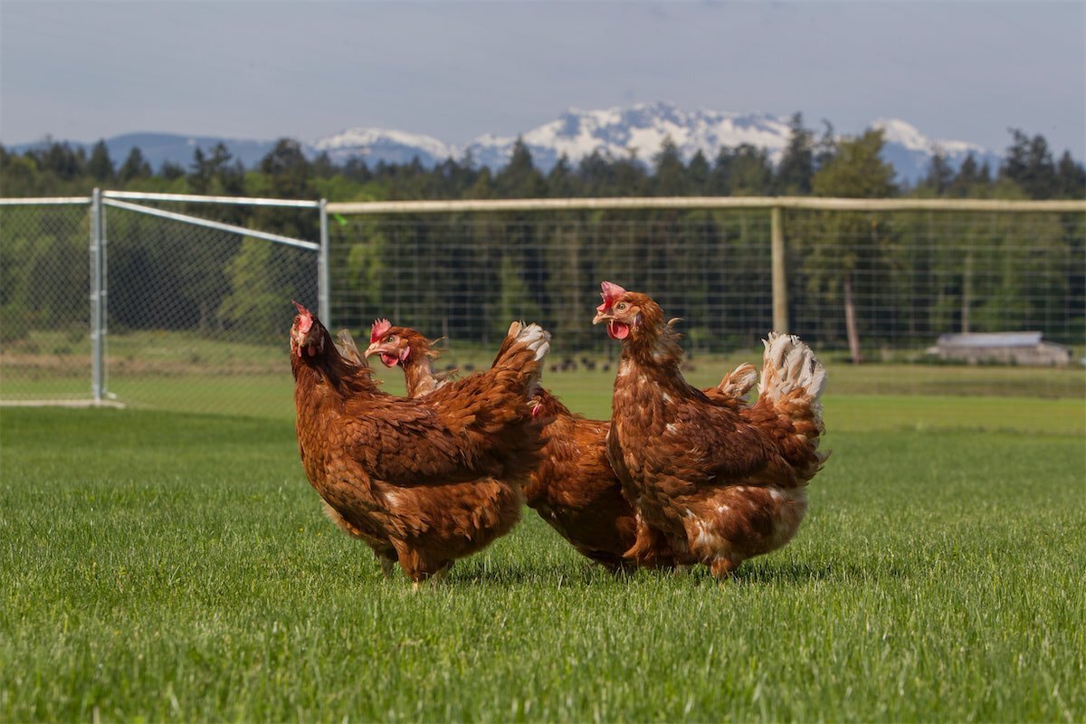 Eggs — Springford Farm