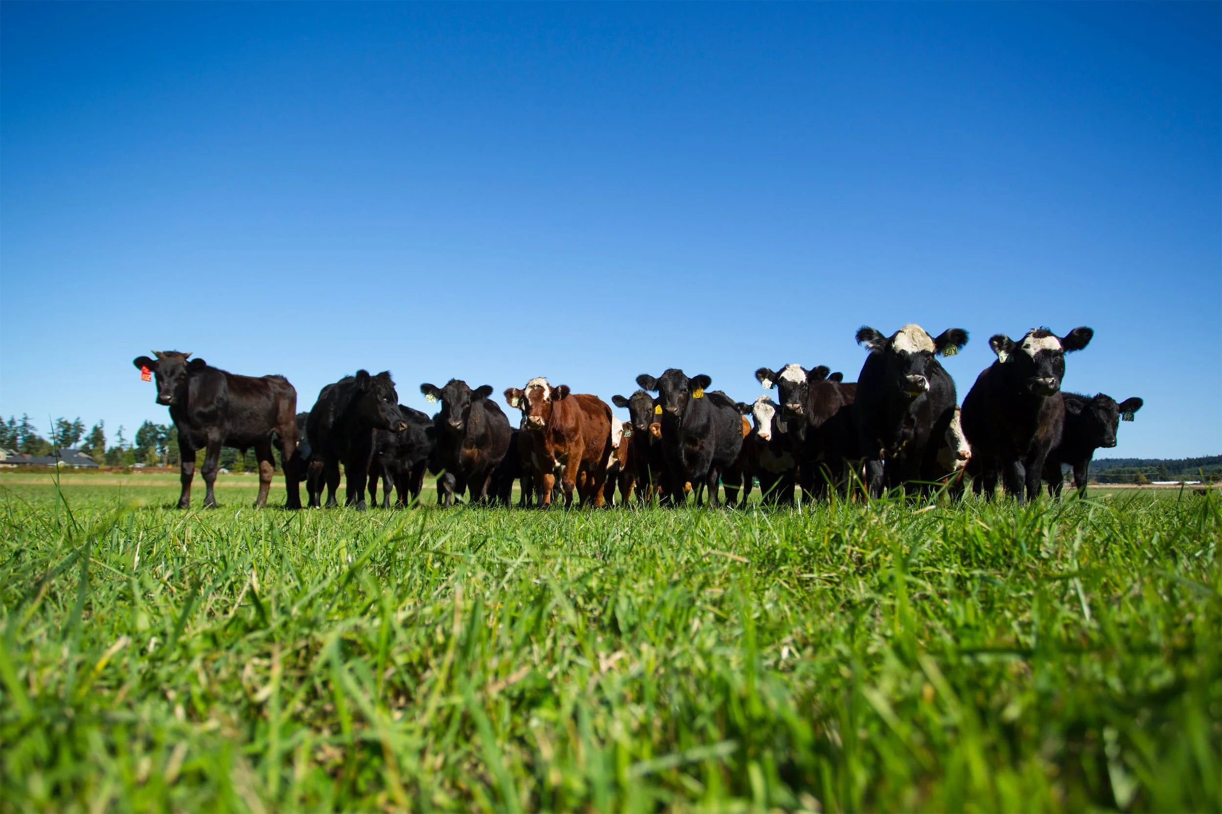 FAQ — Springford Farm