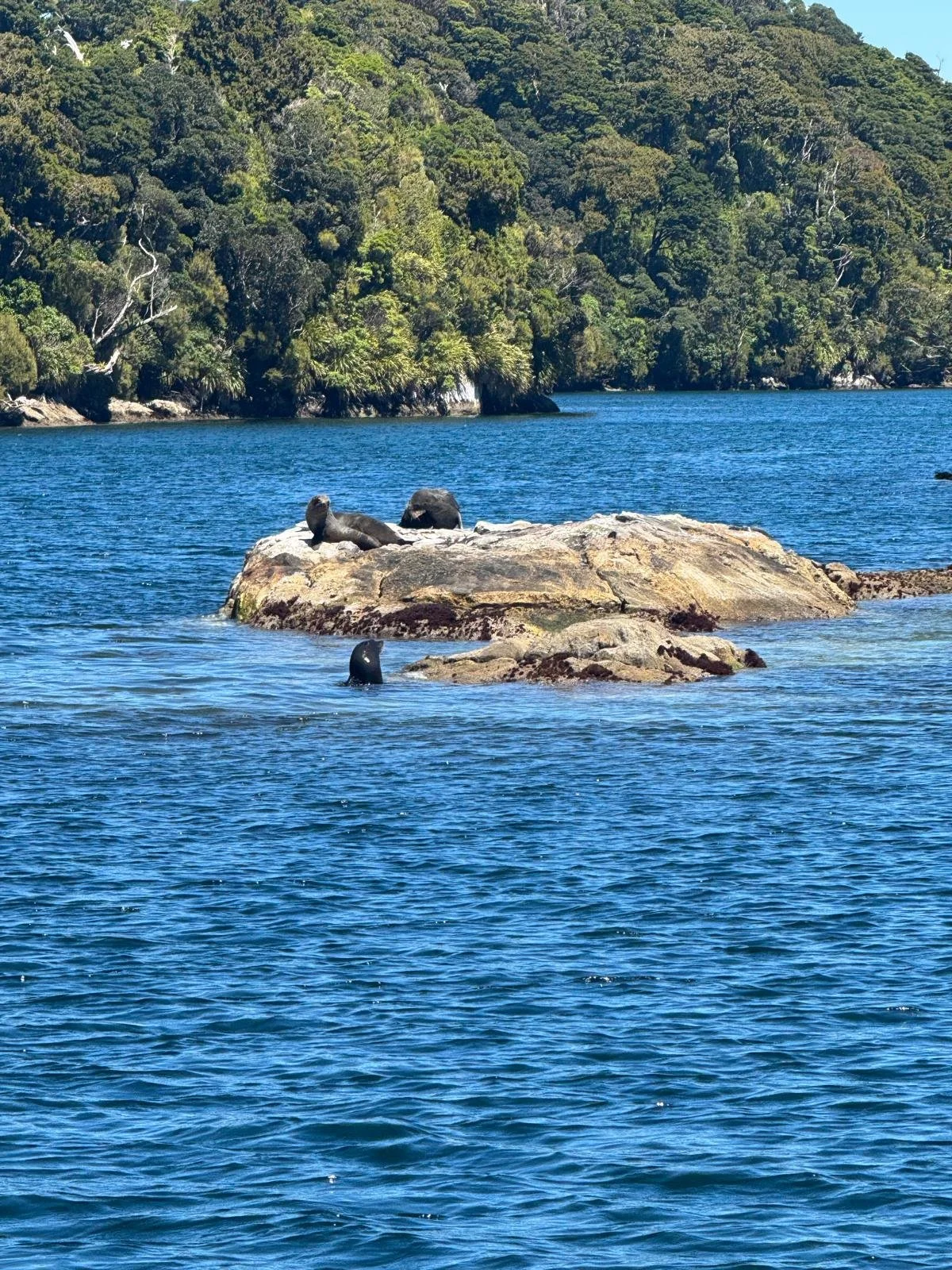 Doubtful, Dusky, Cooper, Sunday, Sportsman, Cascade, Luncheon ...