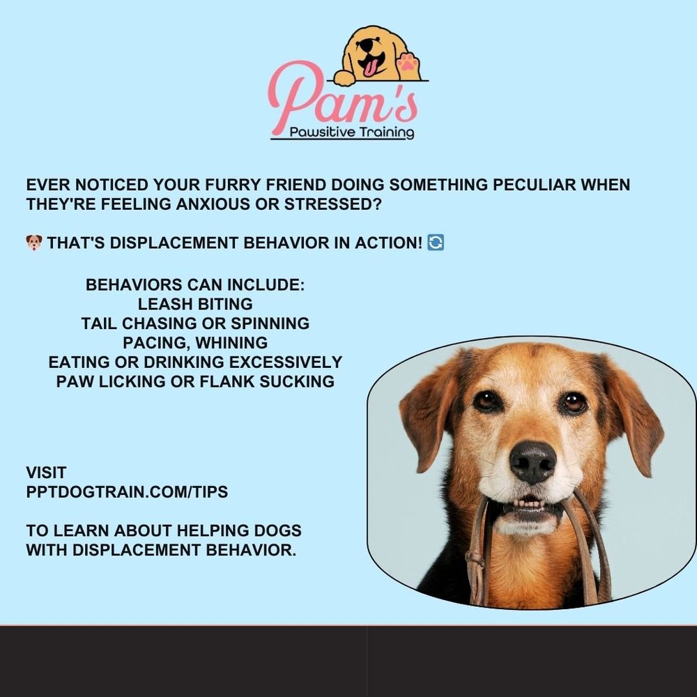 Displacement Behavior — Pam's Pawsitive Training