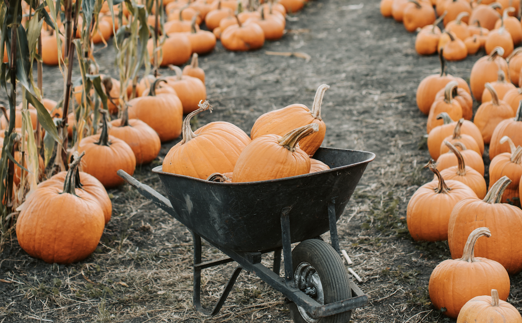 Our Fall Bucket List — Sandpiper Place Nantucket