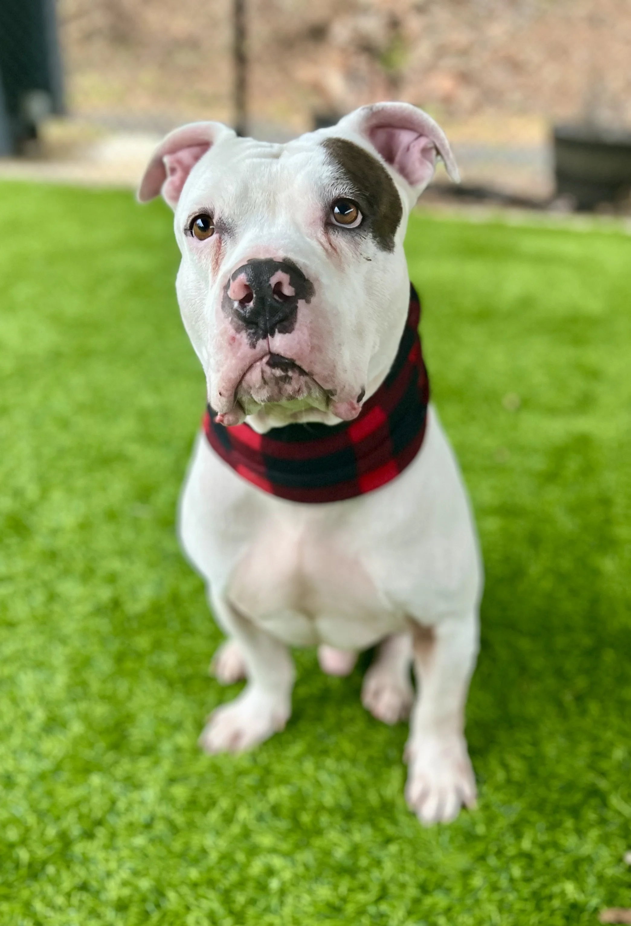 Dogs for Adoption — Ellijay Paws in Need