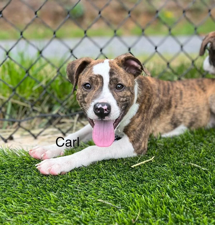 Dogs for Adoption — Ellijay Paws in Need