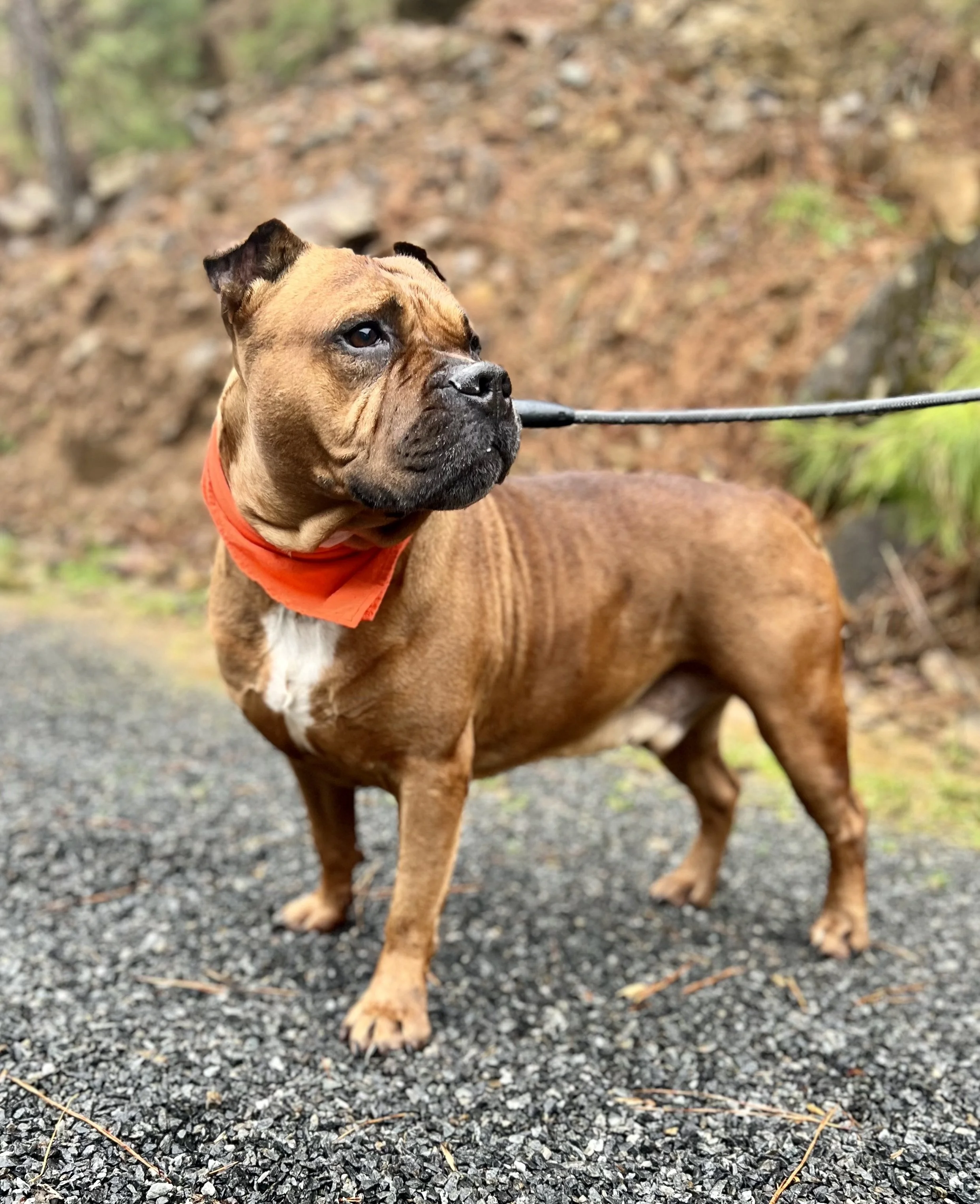 Dogs for Adoption — Ellijay Paws in Need