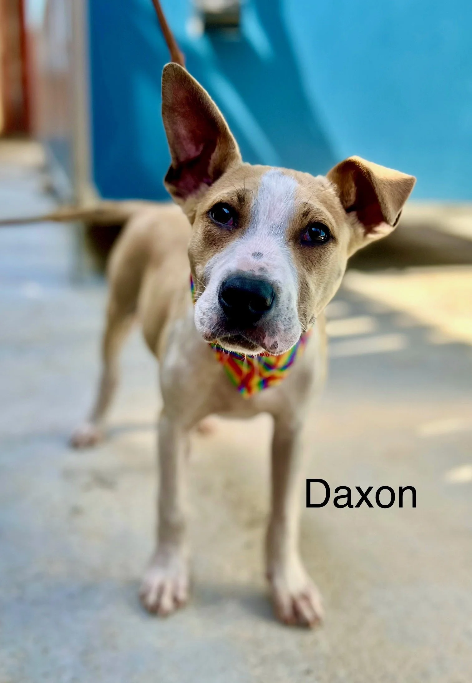 Dogs for Adoption — Ellijay Paws in Need