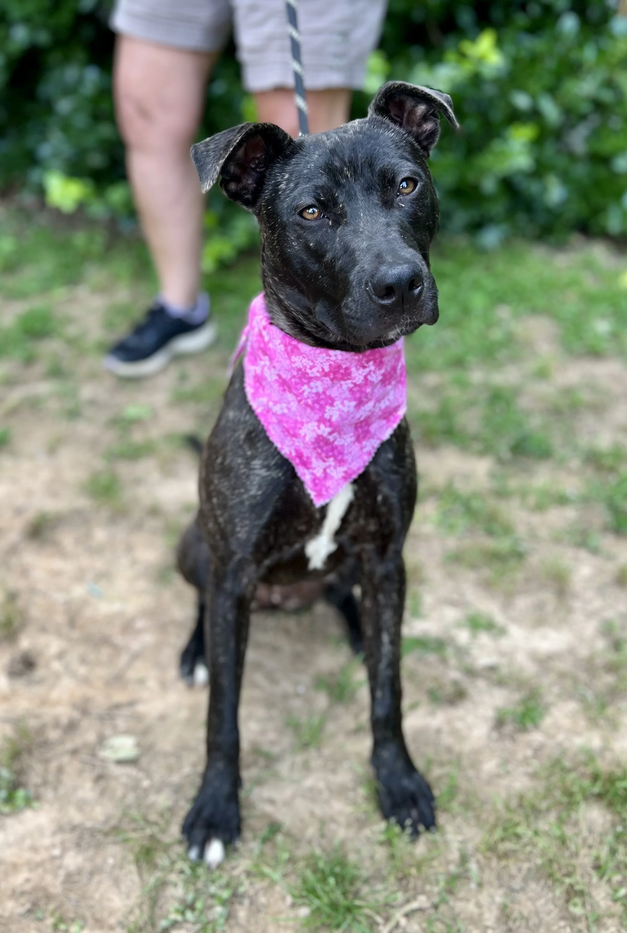 Dogs for Adoption — Ellijay Paws in Need