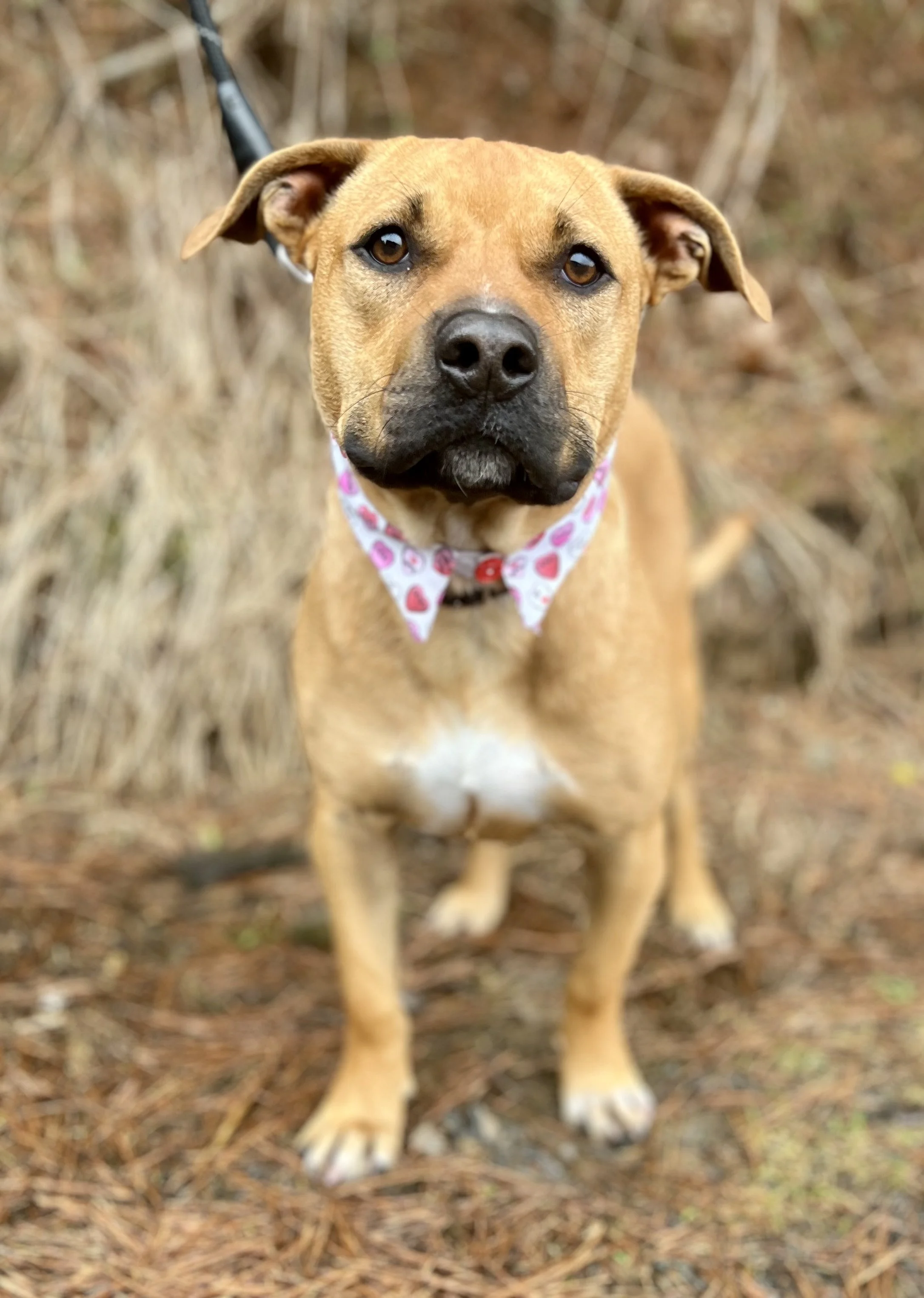 Dogs for Adoption — Ellijay Paws in Need
