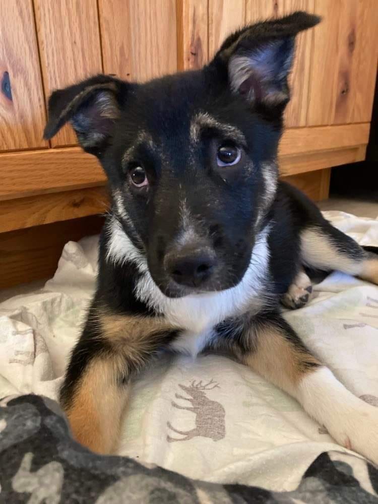 Saving Shepherds Rescue