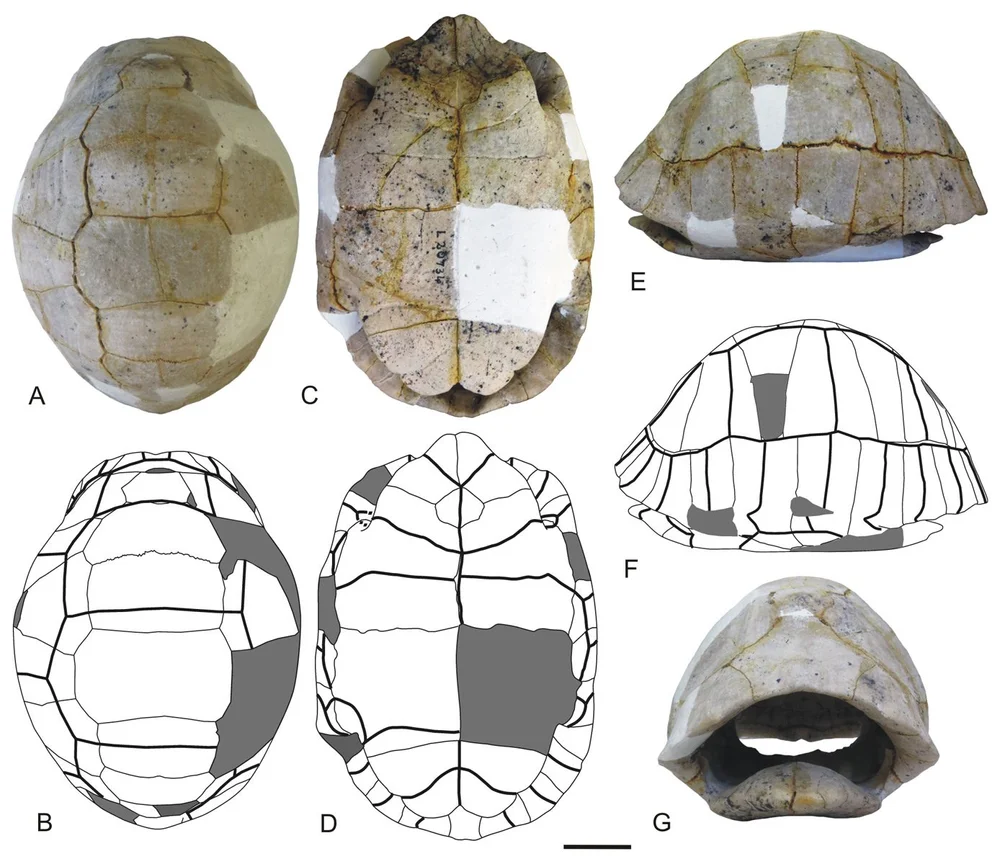 A New Fossil Tortoise from Langebaanweg, South Africa — West Coast ...