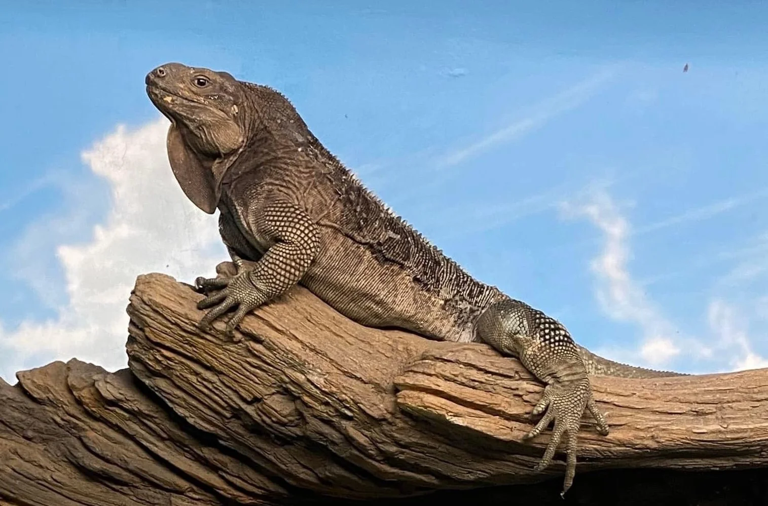 About 1 — IGUANALAND