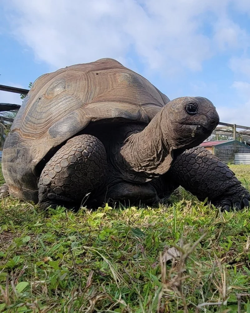 About 1 — IGUANALAND