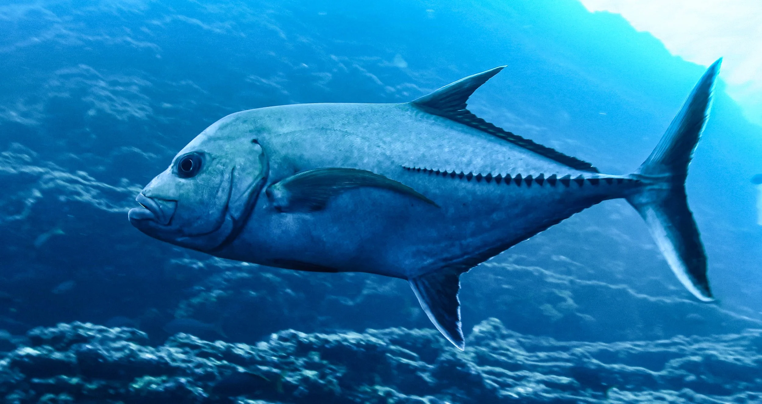 Jack The Knife: Predator Of The Reef — Kauai Ocean Awareness