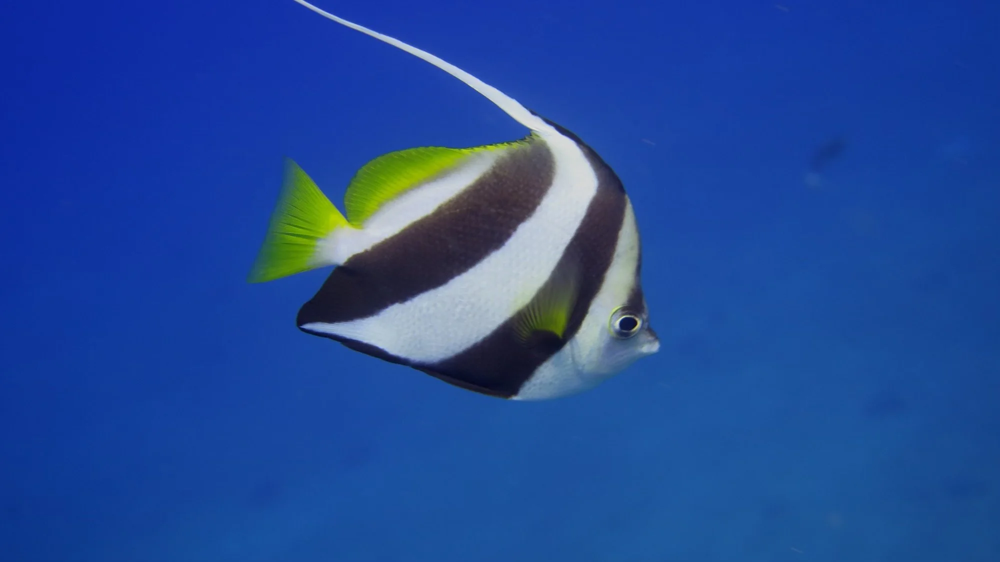 Butterflyfish: Bold and Beautiful — Kauai Ocean Awareness