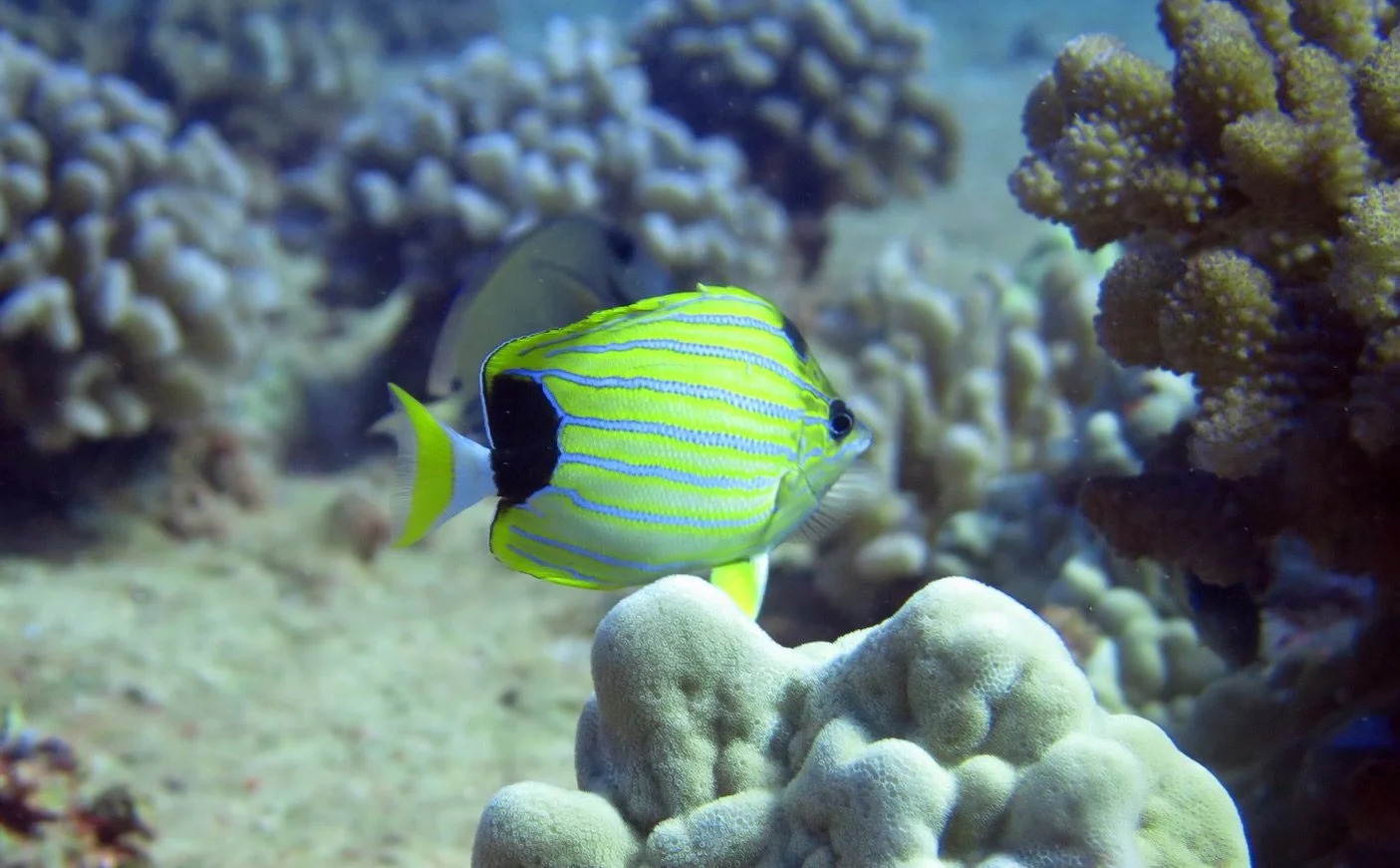 Butterflyfish: Bold and Beautiful — Kauai Ocean Awareness
