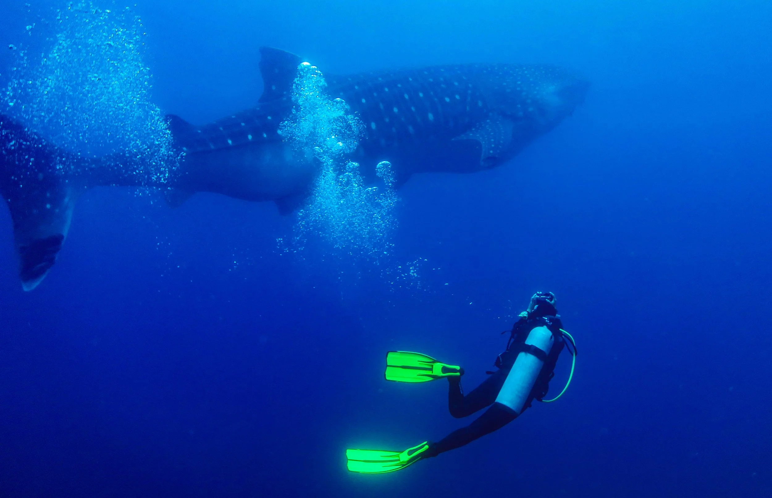 The Worlds Largest Fish: Whale Sharks — Kauai Ocean Awareness