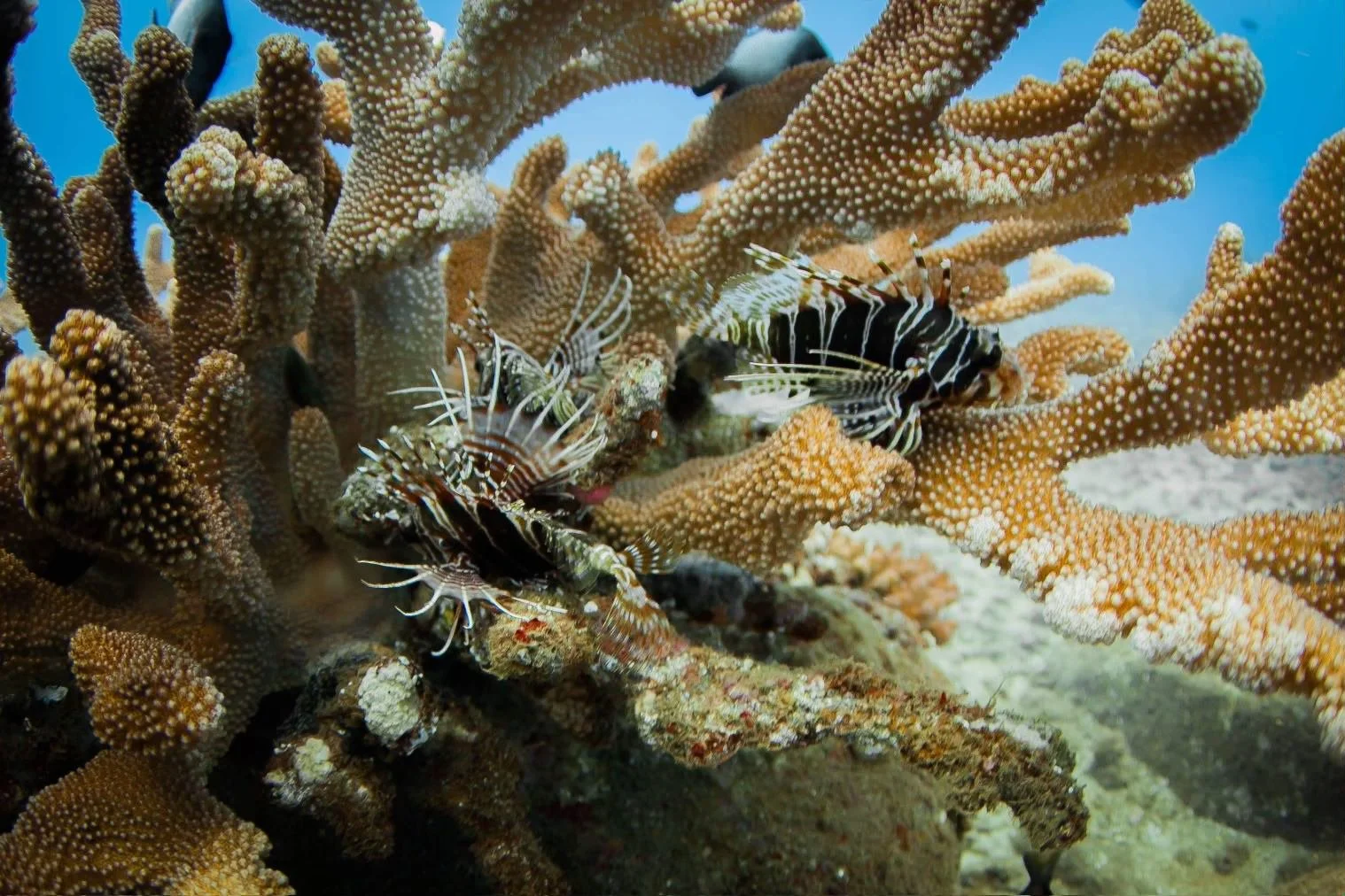 Scorpionfish: Now you see 'em—Ouch you don't! — Kauai Ocean Awareness