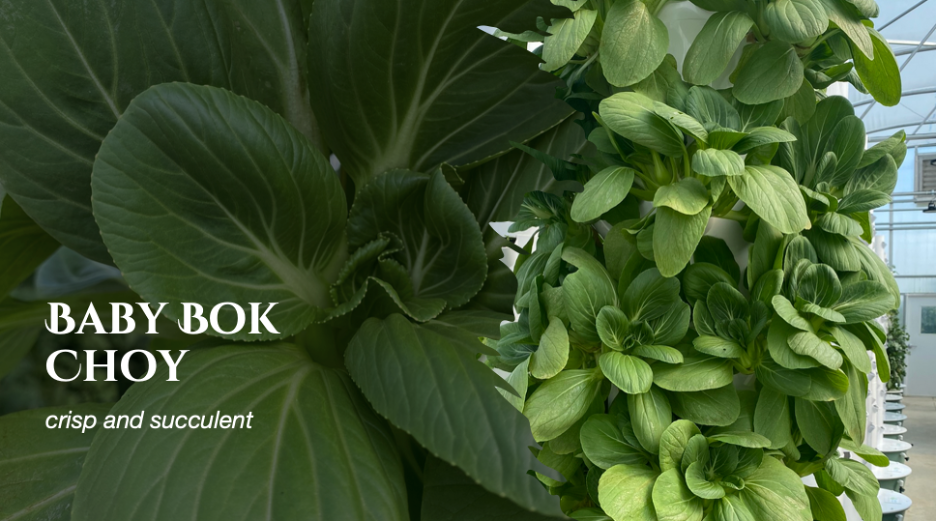 Featured Product – Baby Bok Choy — Fresh-Tech Growers