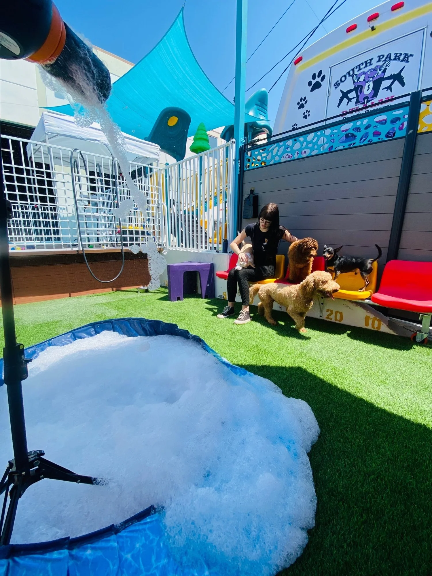 Paw Gallery: Canine Enrichment Activity Showcase