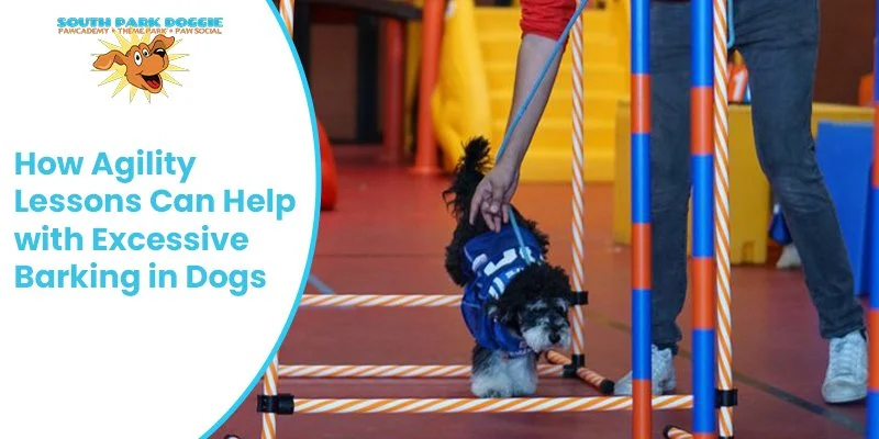 How Agility Lessons Can Reduce Excessive Barking in Dogs