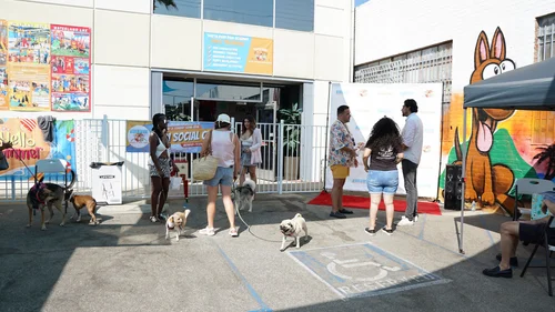Paw Gallery: Canine Enrichment Activity Showcase — South Park Doggie ...