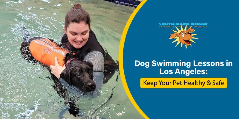 Dog Swimming Lessons Los Angeles- South Park Doggieland