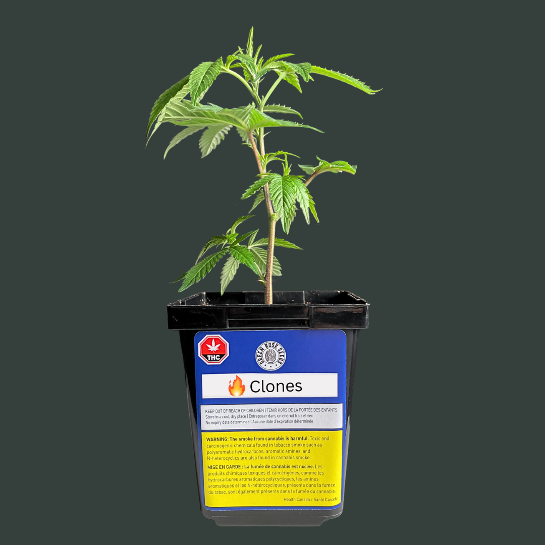 Clones — Green Rose Seeds
