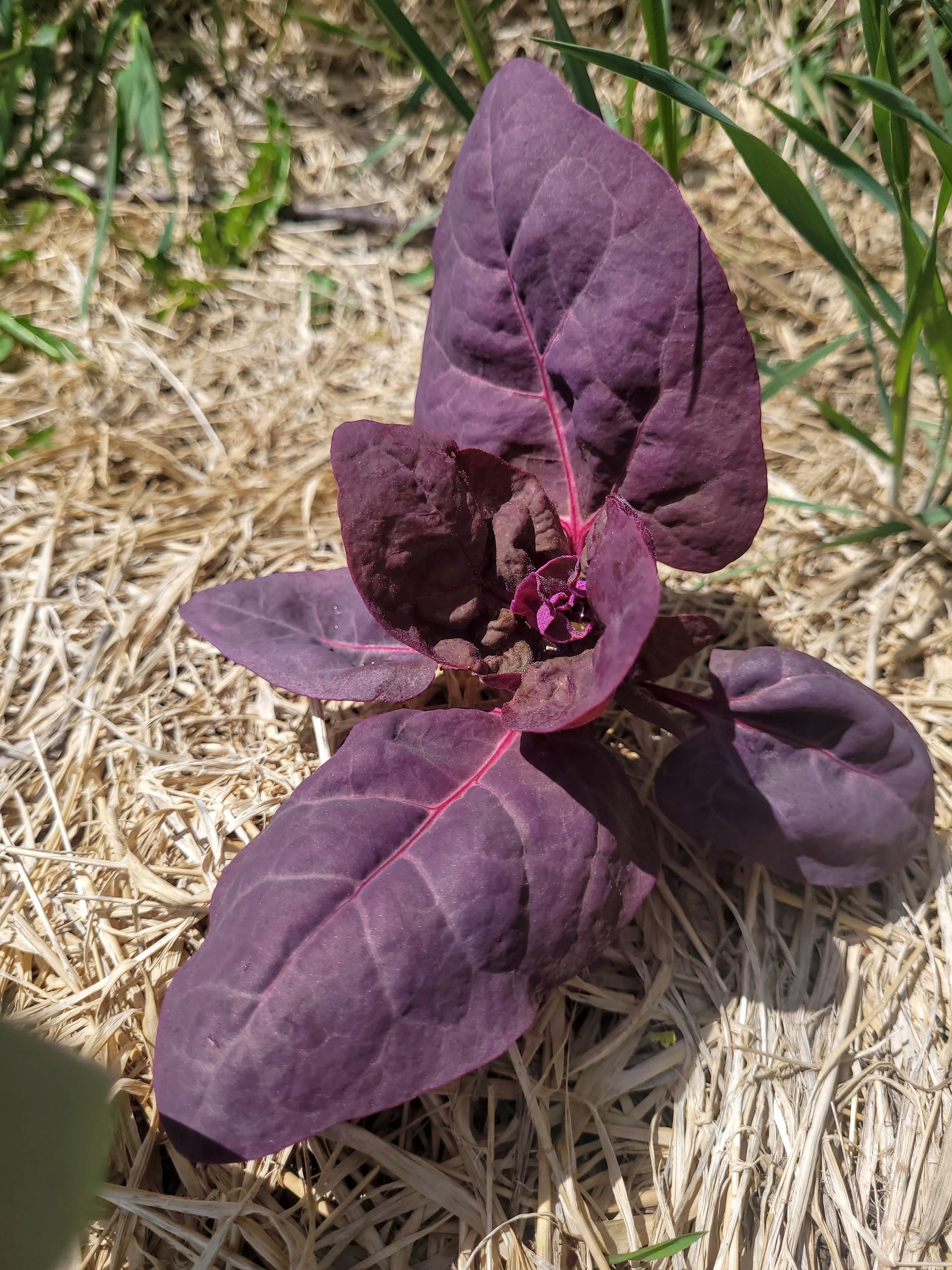 Red Orach — River Shannon Colleen